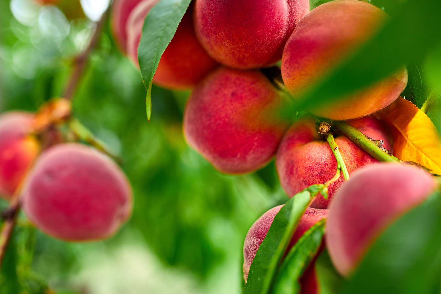 Incremento en la Cosecha de Fruta de Verano | Rabadán Export
